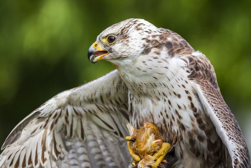 Saker falcon stock photo. Image of europe, hawk, endangered - 132637104