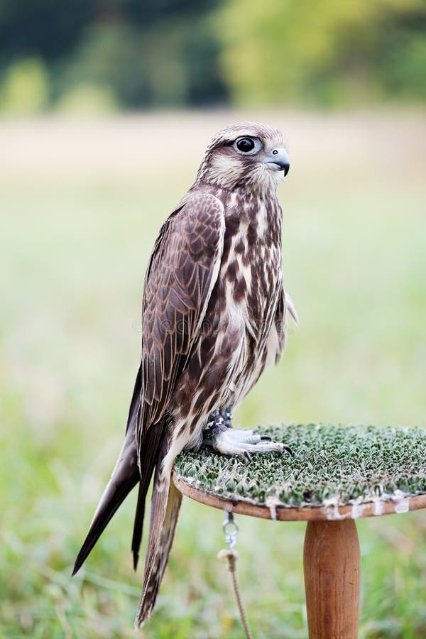 498 Falcon Stand Stock Photos - Free & Royalty-Free Stock Photos from ...