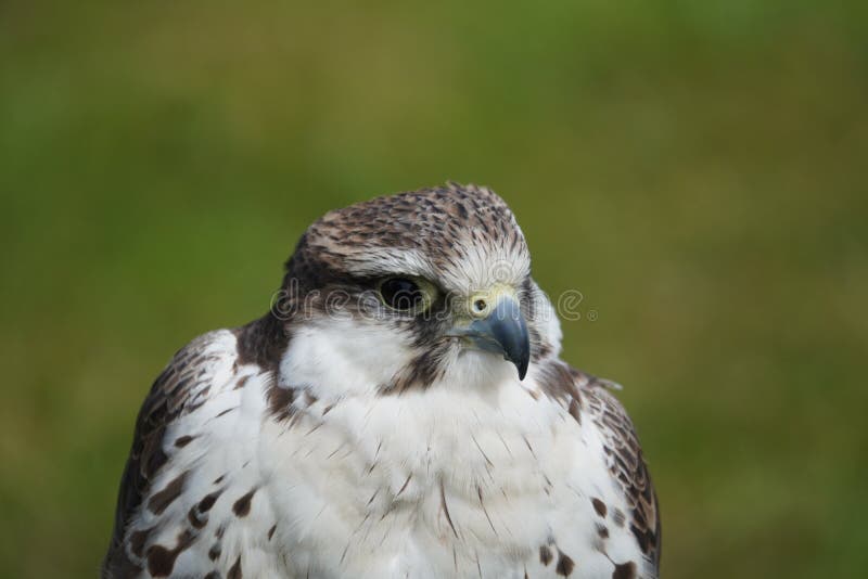 Saker falcon in the sun stock photo. Image of falconiformes - 247973940