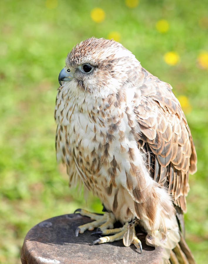 Saker FALCON while Waiting for Instructions from Its Falconer Trainer ...