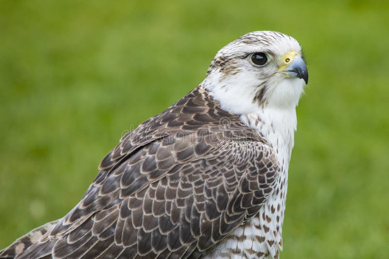 Falksaker fotografering för bildbyråer. Bild av fjäder - 8201293