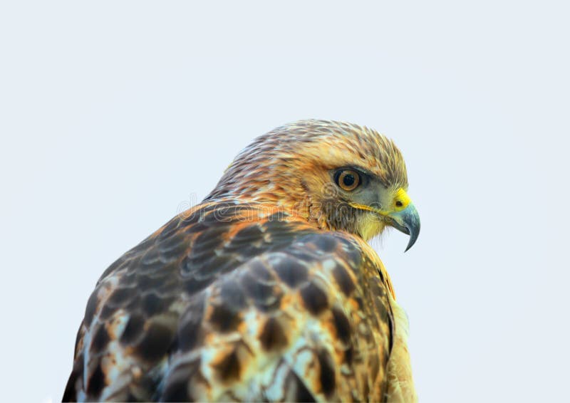 Saker Hawk stock image. Image of plumage, feathers, beak - 84984937