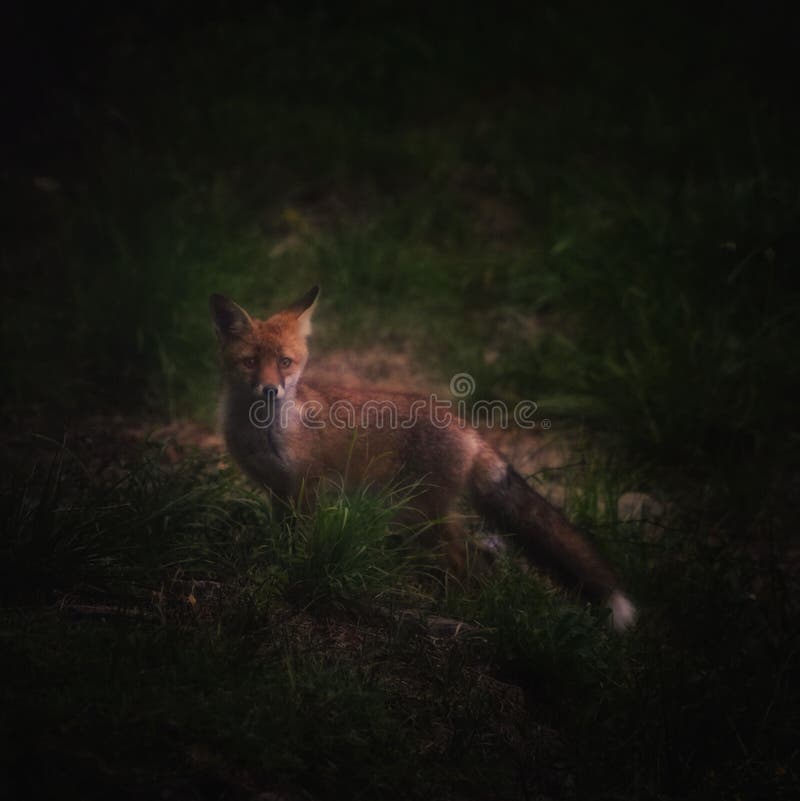 Sakhalin Fox, Vulpes Vulpes Schrencki Looking Aside Watchfully Stock ...