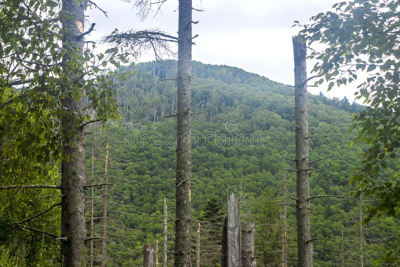 Sakhalin Nature in Summer. Russia Editorial Image - Image of rocks ...