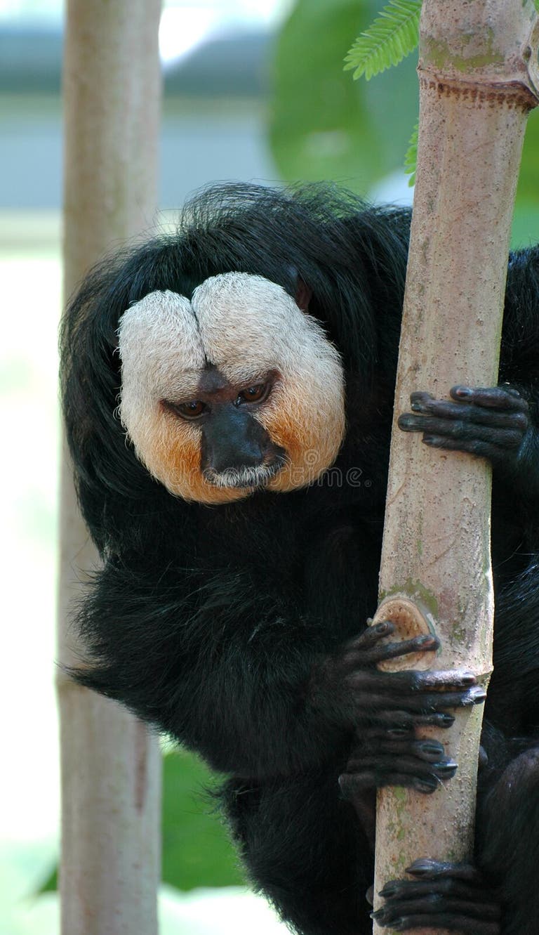 790 Saki Monkey Stock Photos - Free & Royalty-Free Stock Photos from ...