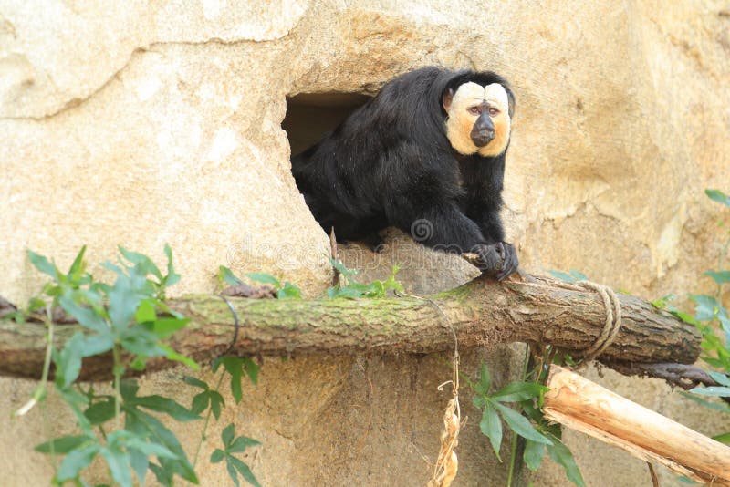 Saki monkey stock image. Image of crawling, nature, guianan - 24046637