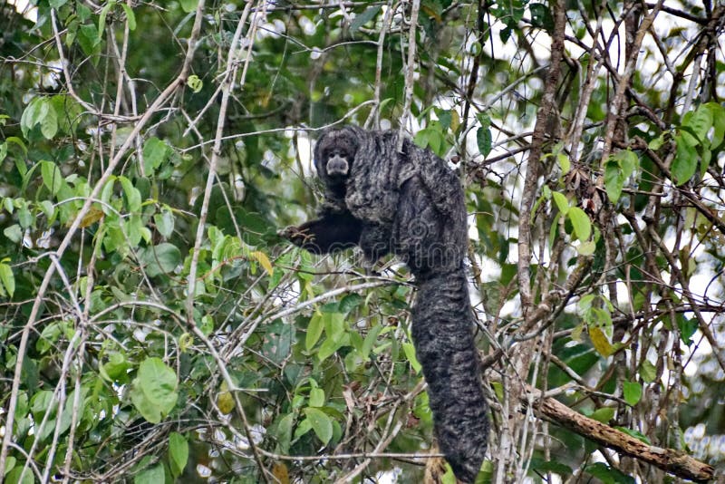 Saki Monkey in the Amazon Basin Stock Image - Image of jungle, black ...