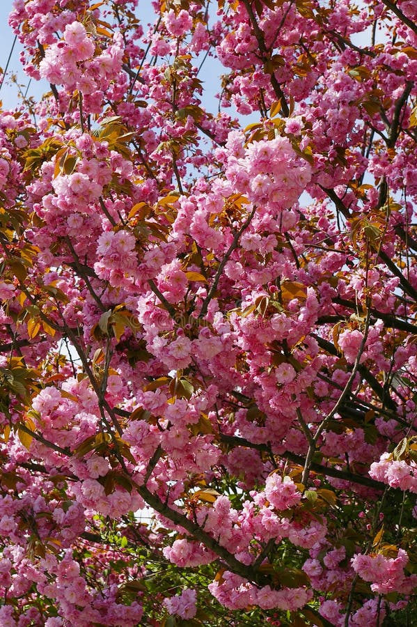 Cherry tree stock image. Image of bloom, branches, cherry - 70146187