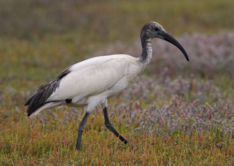 Sakral Ibis (threskiornisen Aethipicus ), Fotografering för Bildbyråer ...