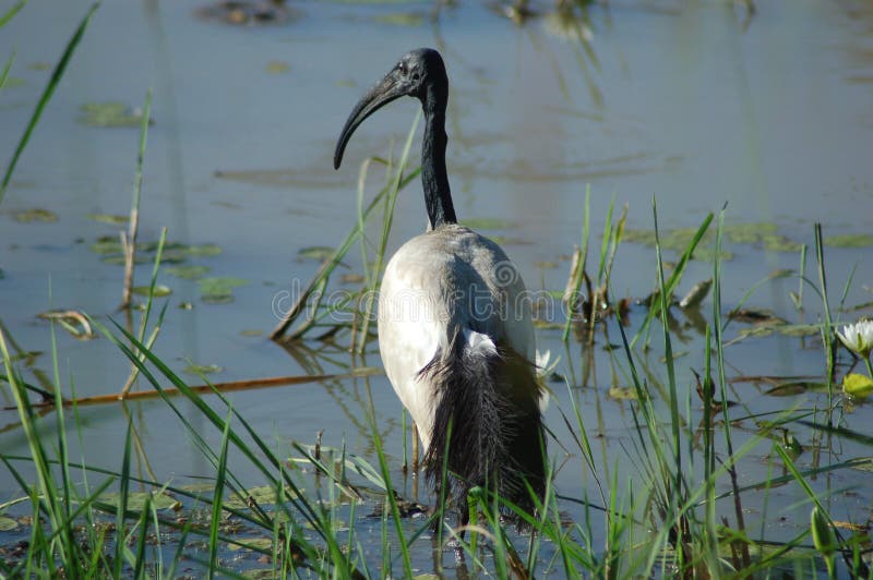 Sakrala afrikanska ibis arkivfoto. Bild av södra, ögon - 6787516