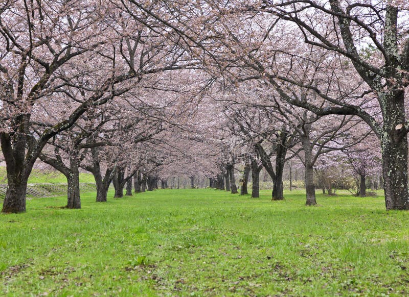 Sakura stock photo. Image of spring, cloudy, calm, plants - 24980980