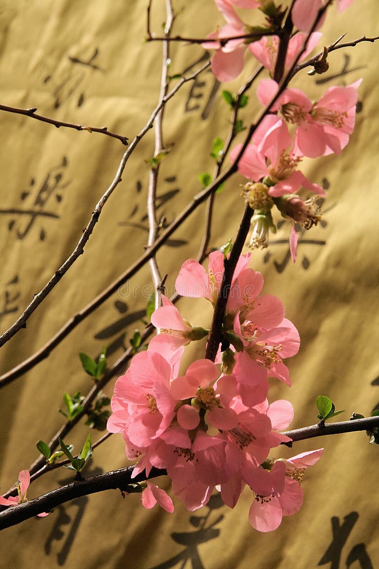 2,028 Paper Sakura Tree Stock Photos - Free & Royalty-Free Stock Photos ...