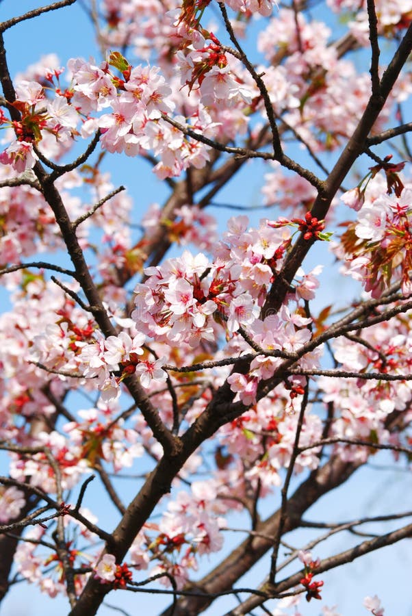 Big Cherry Blossom Tree stock photo. Image of cherry, bloom - 7683706