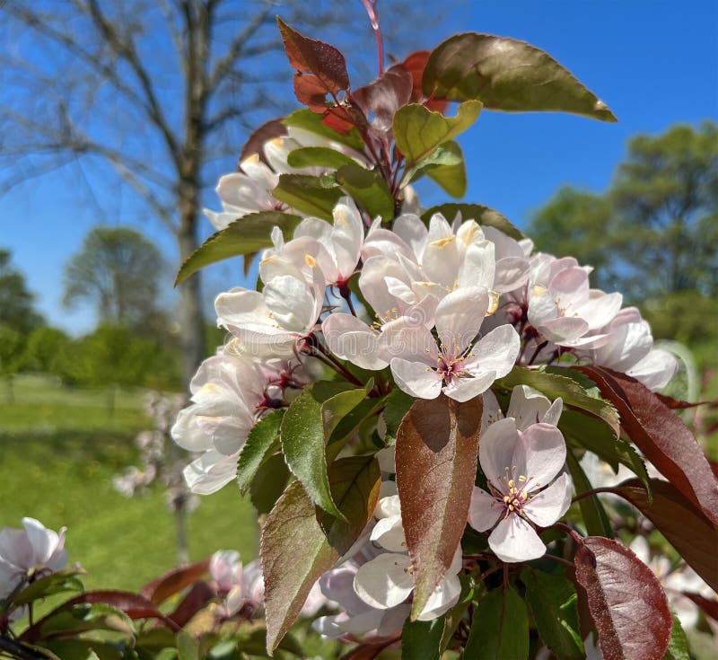 Sakura Apple Tree Blooms in Spring in the Park Stock Image - Image of ...