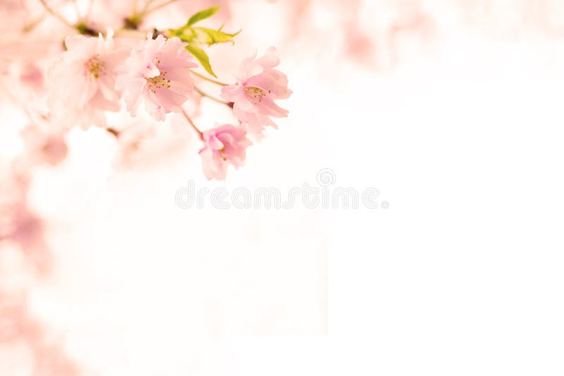 Sakura background stock illustration. Illustration of abstract - 46574751