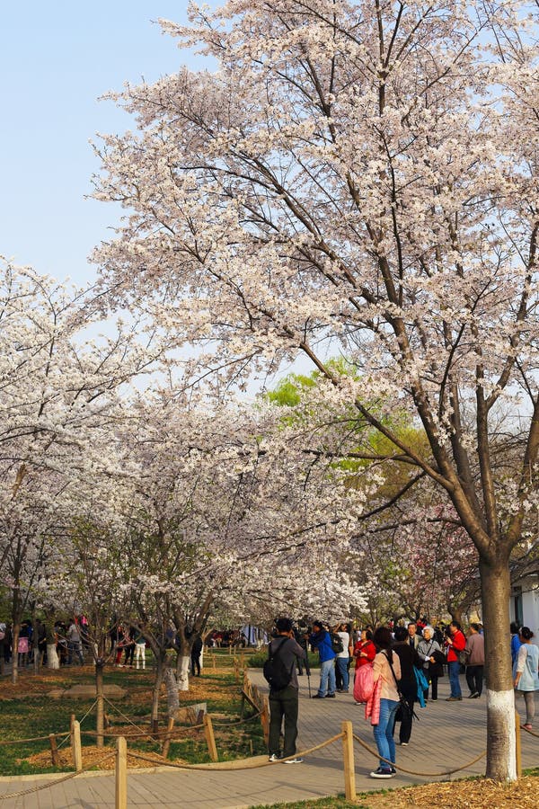 Sakura editorial photo. Image of blue, close, closeup - 39765086