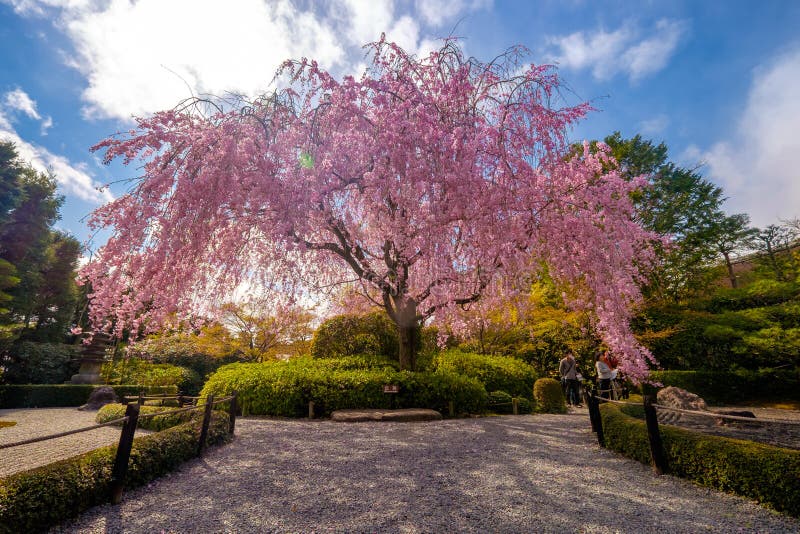 Sakura editorial image. Image of season, bloom, blossom - 61070270