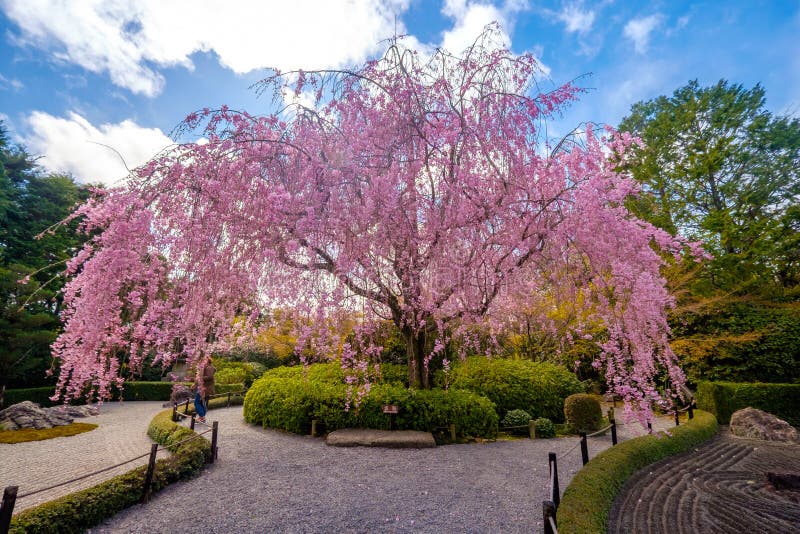 Sakura editorial photo. Image of delicate, east, iconic - 61070481