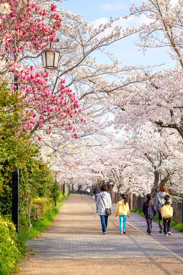 Sakura editorial photo. Image of tenderness, east, beautiful - 61074986