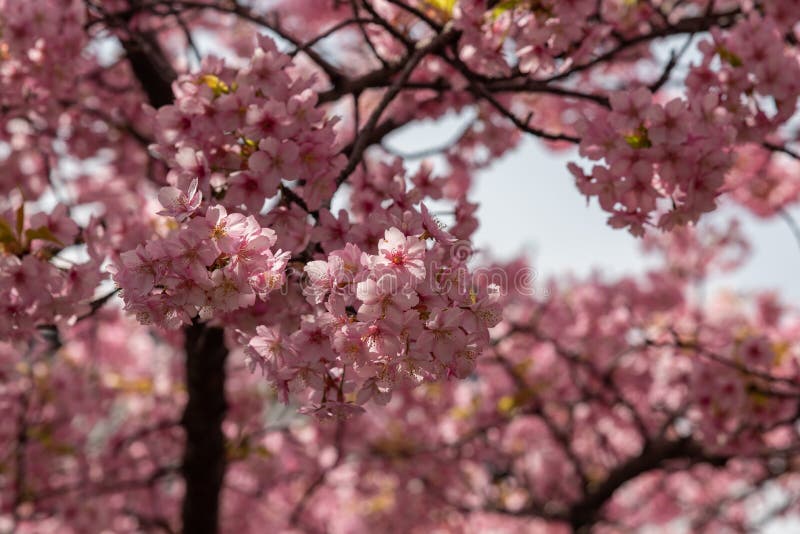 Sakura stock image. Image of estate, flower, tree, woodland - 263003717