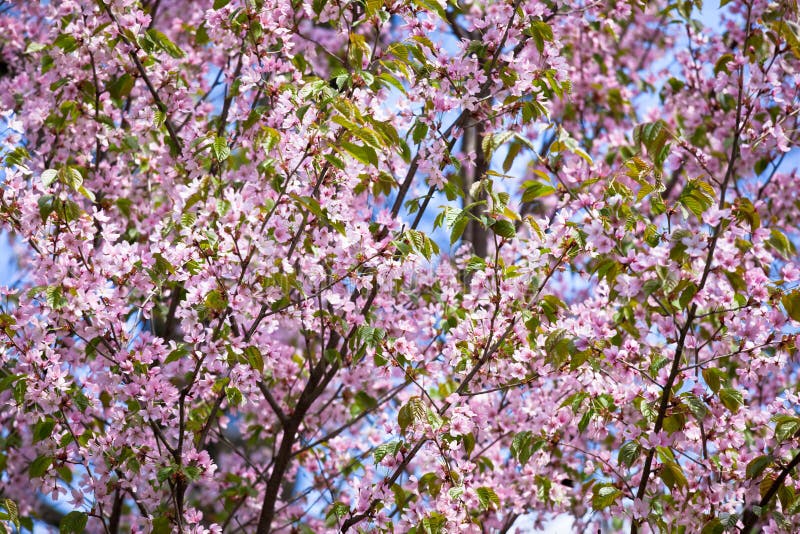 Sakura in bloom stock image. Image of cherry, park, blooming - 13208759