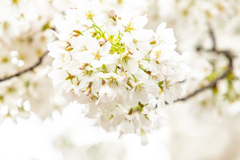 Sakura Bloom of Cherry Tree in Spring Stock Photo - Image of blooming ...