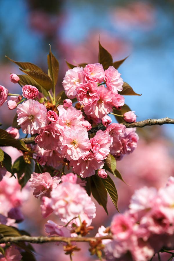 Sakura bloom, close up. stock photo. Image of petal, nature - 41241570