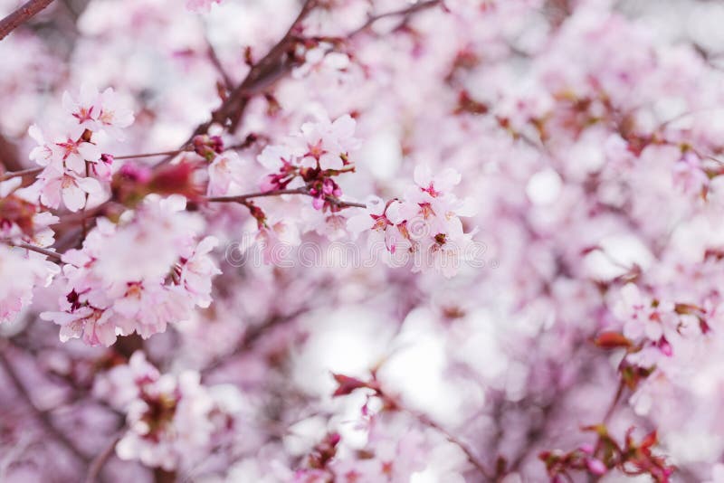 Sakura in Bloom Close Up Photo Stock Photo - Image of petal, natural ...