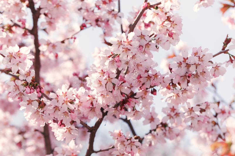 Sakura in Bloom Close Up Photo Stock Photo - Image of freshness, nature ...