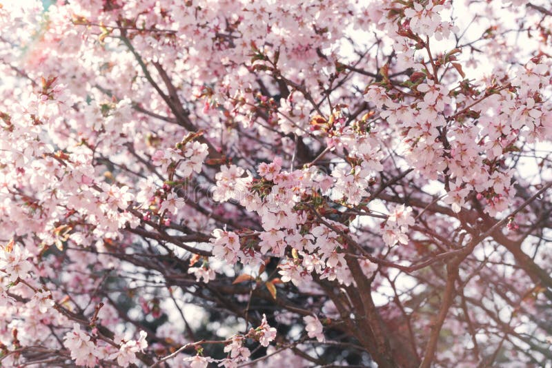 Sakura in Bloom Close Up Photo Stock Photo - Image of sakura, pink ...