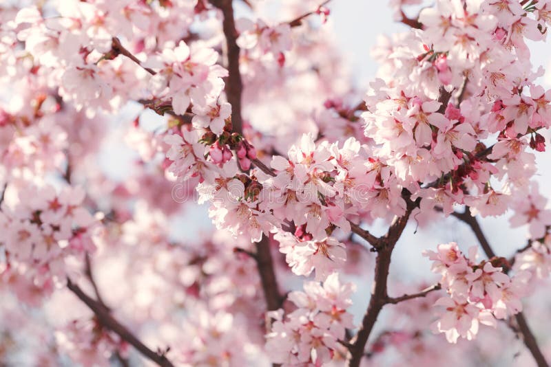 Sakura in Bloom Close Up Photo Stock Image - Image of soft, gardening ...