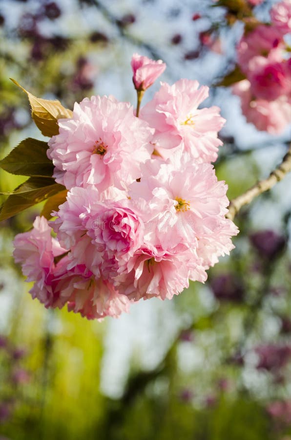 Sakura bloom stock photo. Image of japan, growth, nature - 40706462