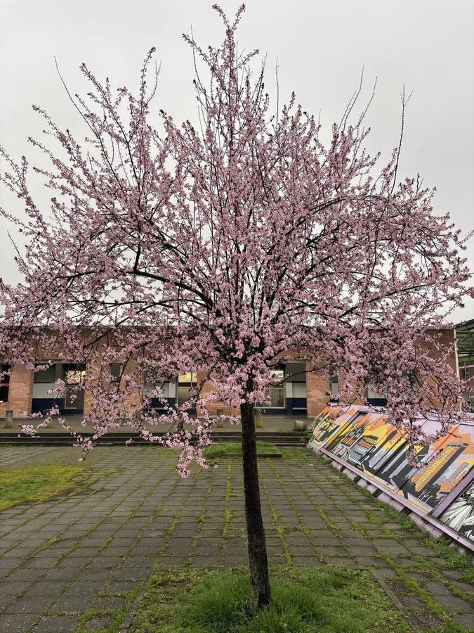 Sakura Bloom Spring Milano Stock Photos - Free & Royalty-Free Stock ...