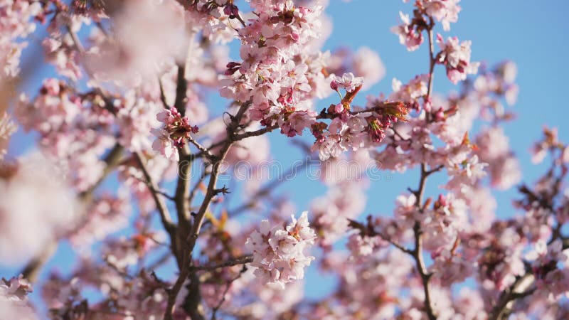 Sakura in Bloom in Sunny Spring Day Stock Image - Image of closeup ...