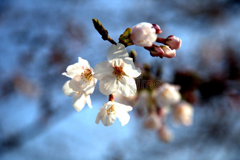 Sakura in Bloom stock photo. Image of blossoming, nature - 97266102