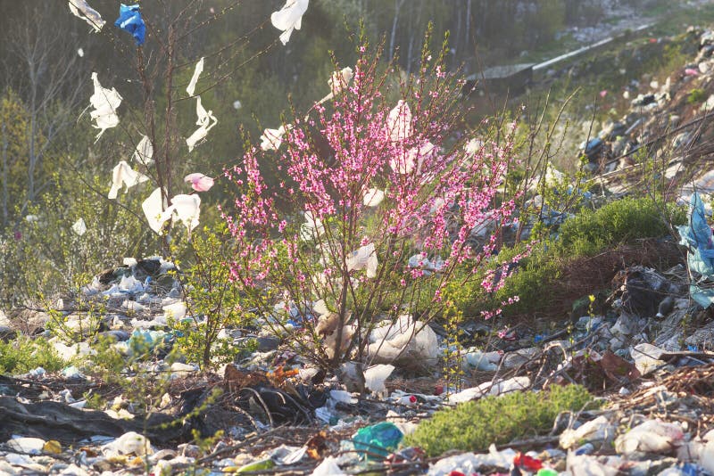 Sakura And Garbage Trucks Stock Image Image Of Landscape 171845505