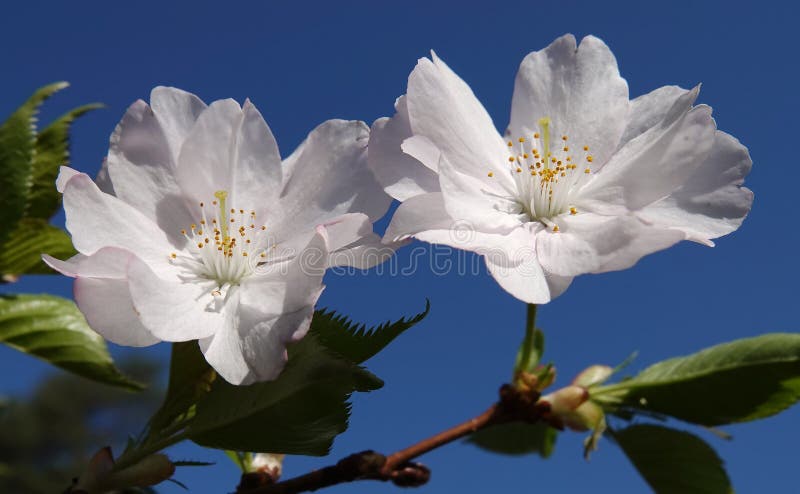 Sakura Blooming in Spring Close-up during the Day Stock Image - Image ...