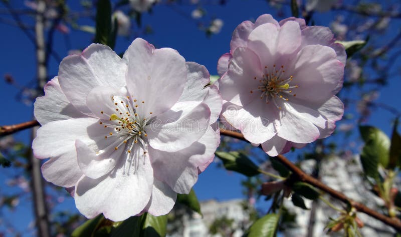 Sakura Blooming in Spring Close-up during the Day Stock Photo - Image ...
