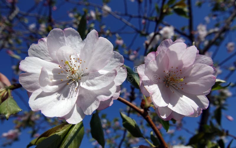 Sakura Blooming in Spring Close-up during the Day Stock Photo - Image ...