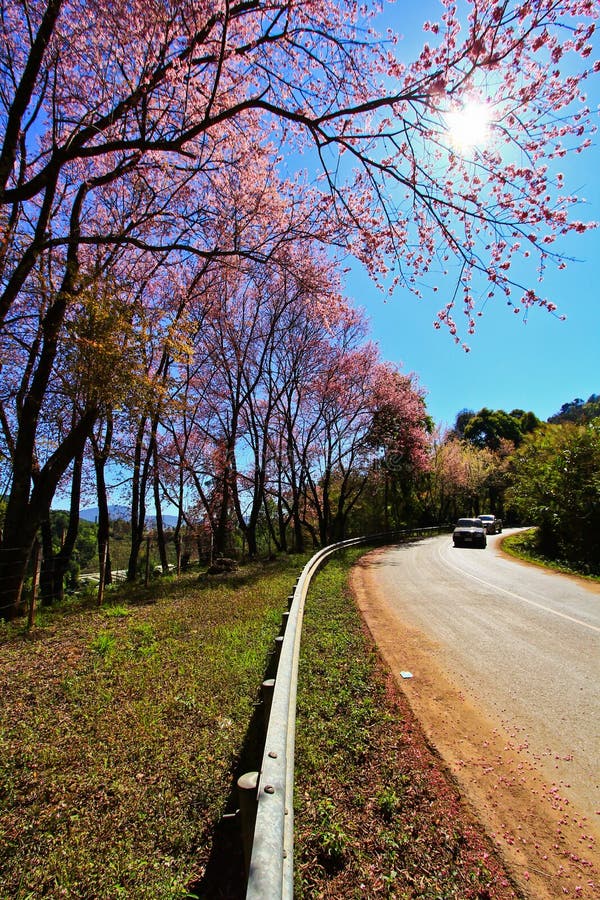 Sakura Blooming in the Winter Stock Photo - Image of colour, blooming ...