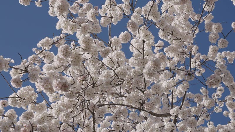 Sakura Blossom. Beautiful Spring Sakura Flower on Cherry Tree. Sakura ...