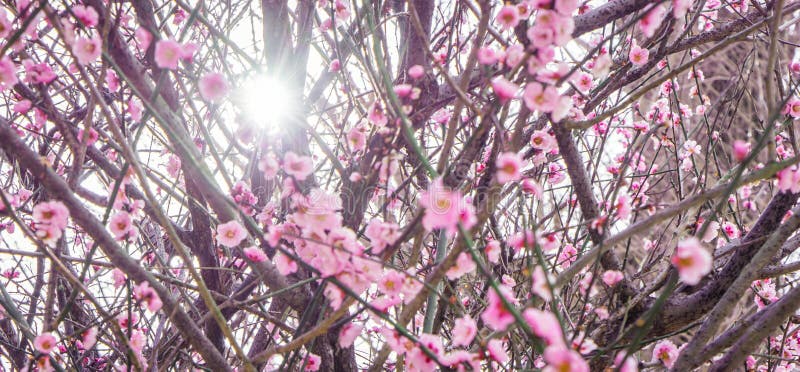 Sakura Blossom Bright Light Stock Photo - Image of hanami, nature: 76378408