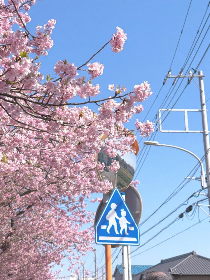 Sakura blossom in japan stock image. Image of produce - 369275677