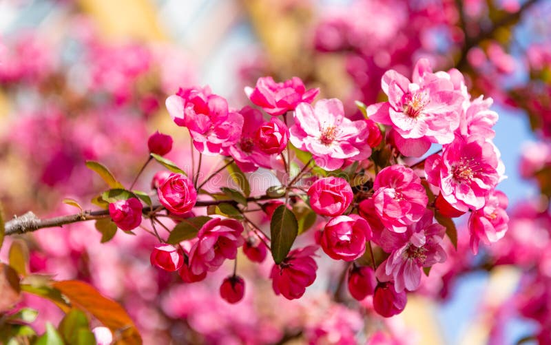 Sakura Blossom. Pink Sakura Flower on Blooming Spring Tree Stock Photo ...