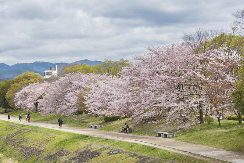 Sakura Blossom Road photo stock. Image du herbe, flore - 84229574