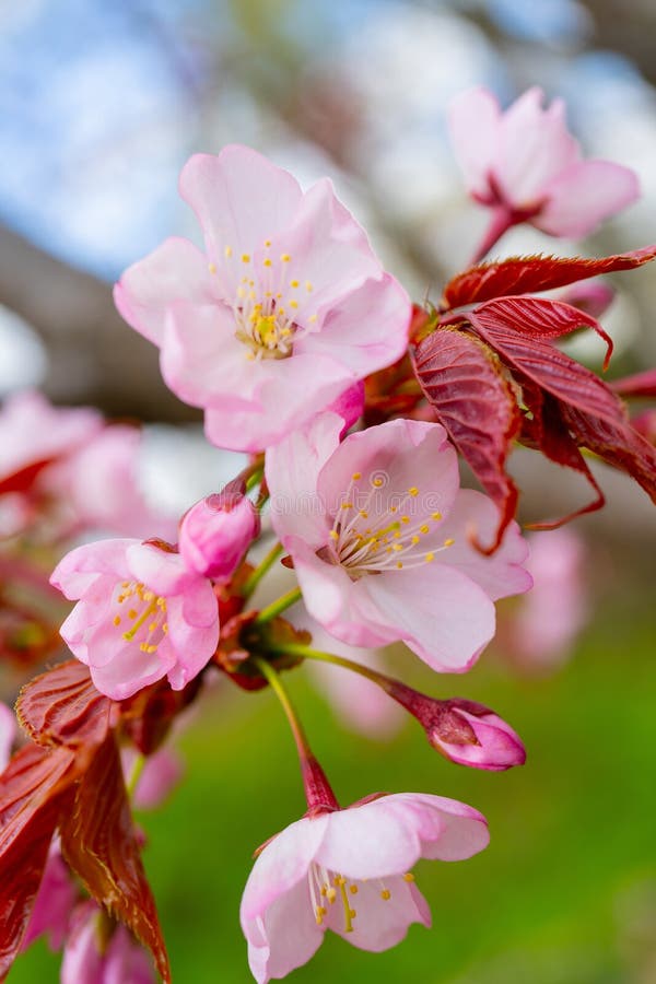 Sakura Blossom in Spring. Beautiful Pink Flowers Stock Image - Image of ...