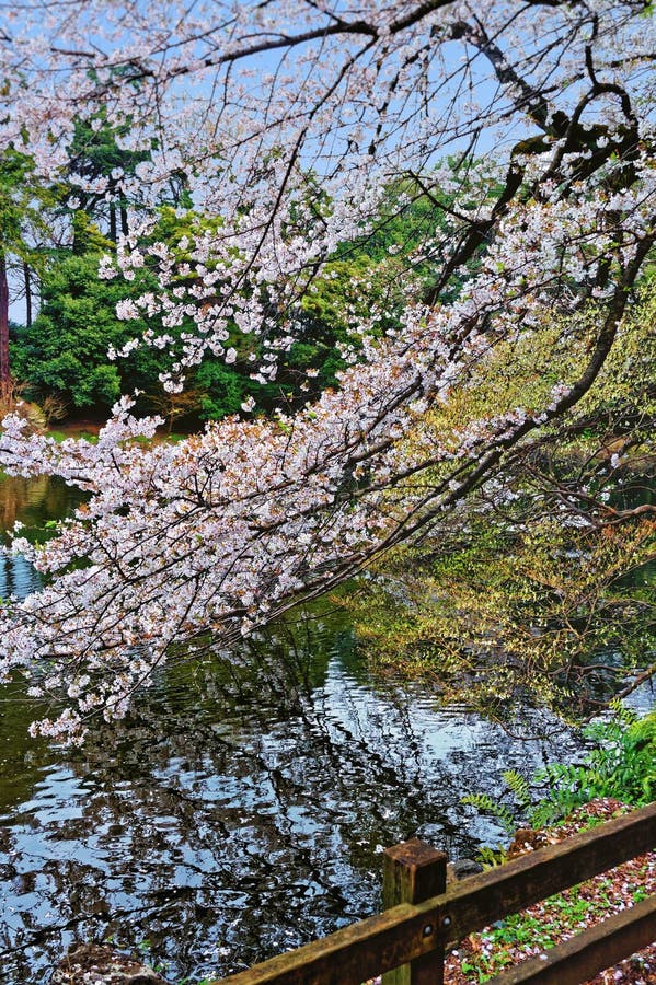 Sakura blossom stock image. Image of sakura, beauty, japan - 50943539