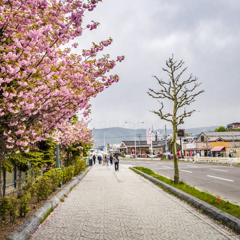 Sakura Blossom Street in Sapporo, Japan Editorial Stock Image - Image ...