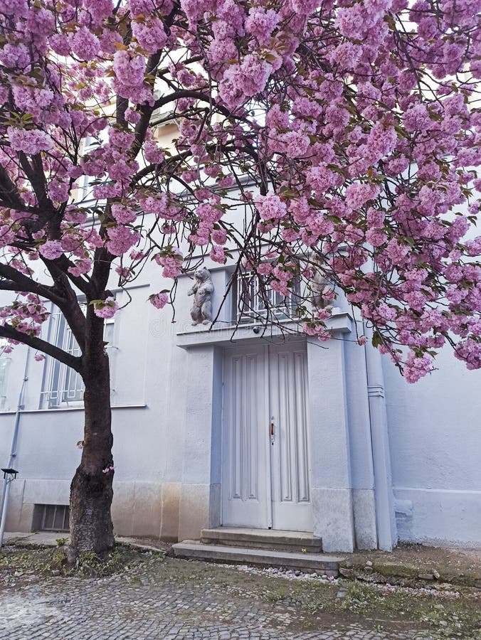 Sakura Blossom Trees Near Beautiful Architecture Building Stock Photo ...