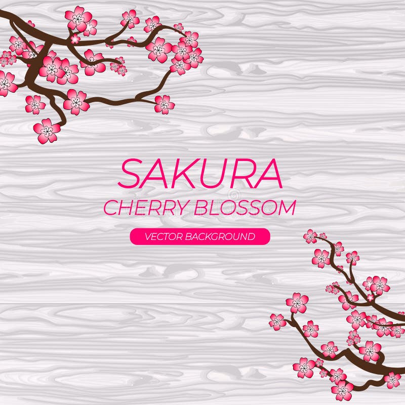 Sakura Blossom: VECTOR Background Template, Spring Cherry Branches on ...